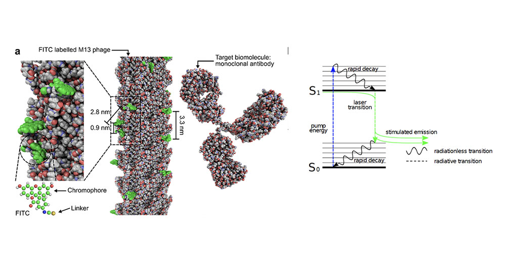 What Can Quantum Many Body Physics And Optics Bring To Virology Manep Switzerland Network